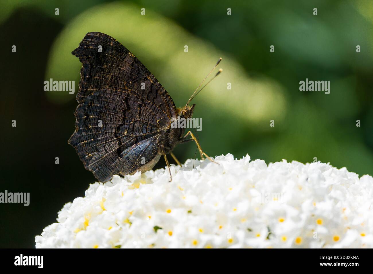 Butterfly nature wildlife hi-res stock photography and images - Alamy