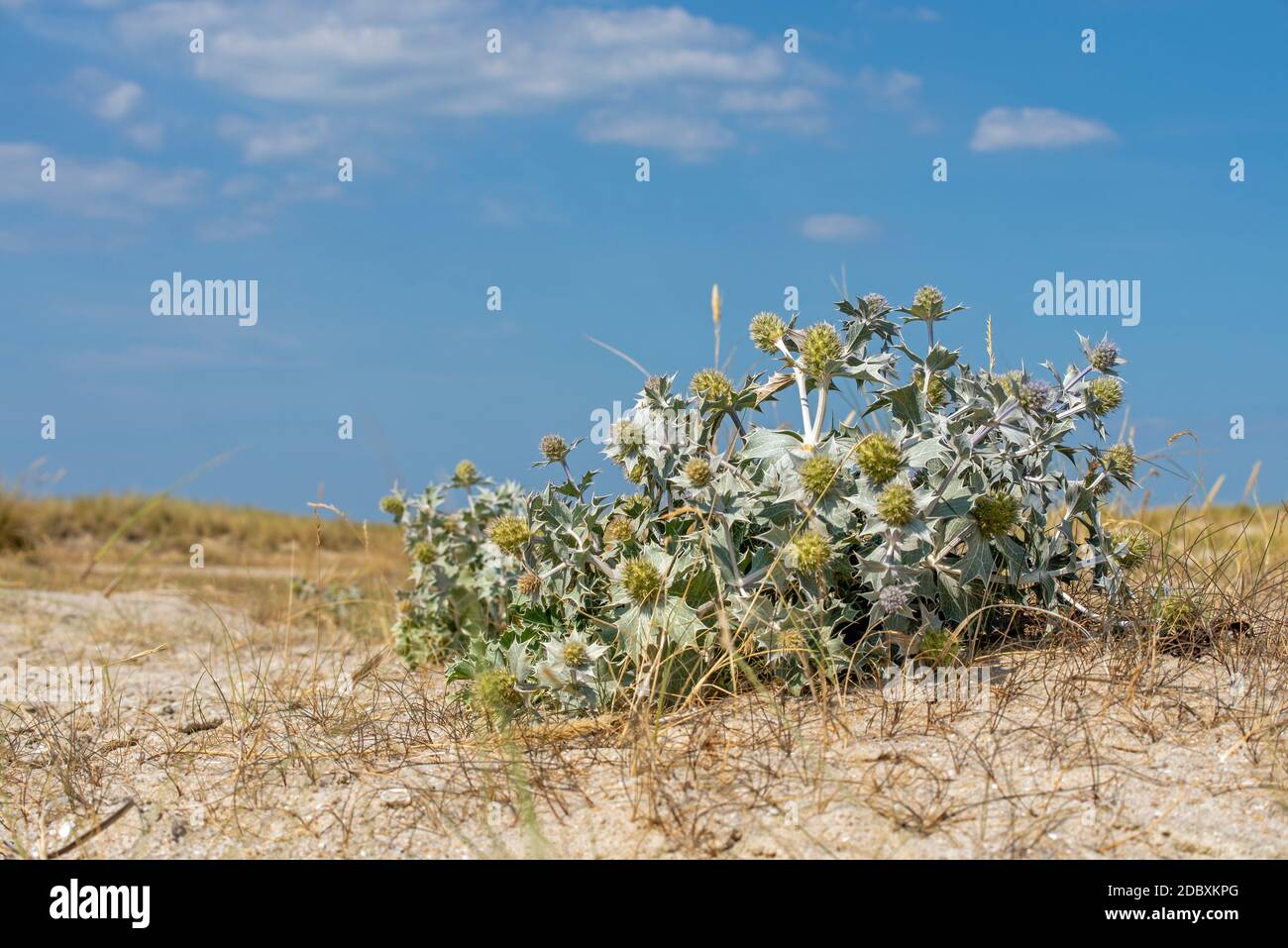 Thistle stems hi-res stock photography and images - Alamy