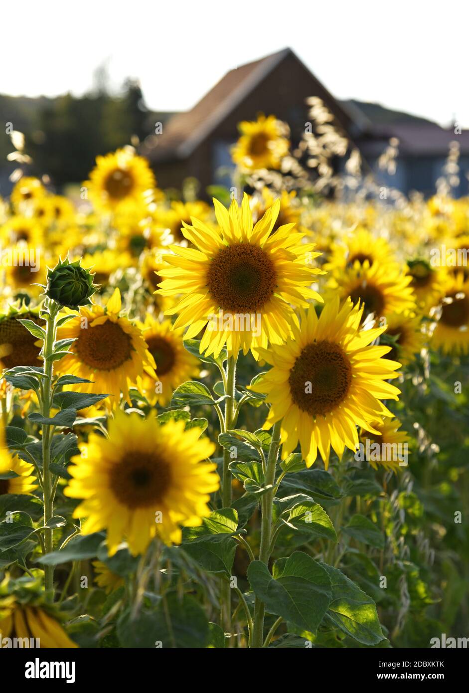 Helianthus annuus evening sun hi-res stock photography and images - Alamy