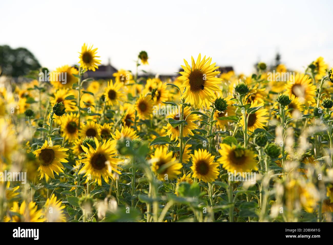 Evening sun sunflower hi-res stock photography and images - Alamy