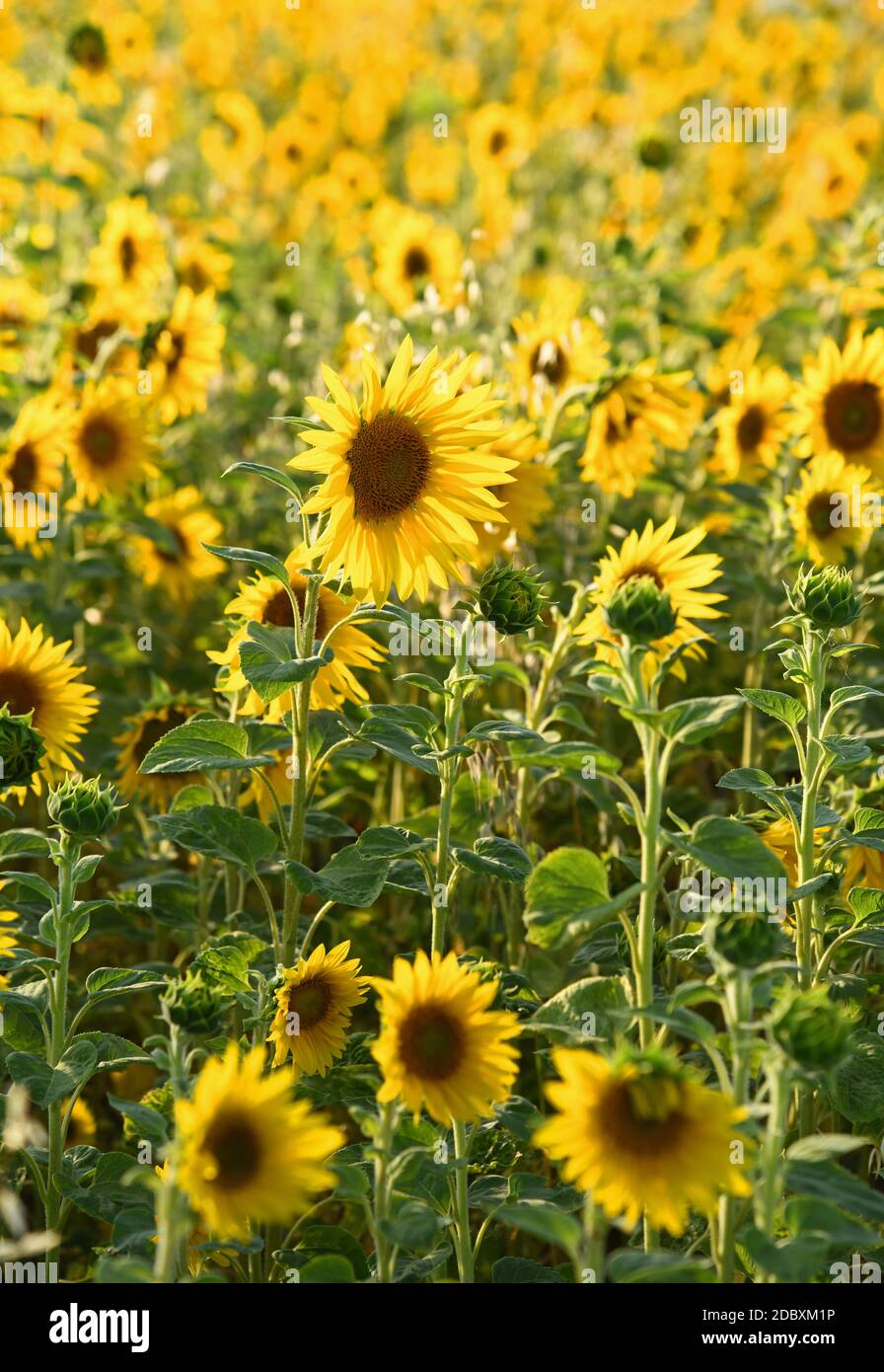 Evening sun sunflower hi-res stock photography and images - Alamy