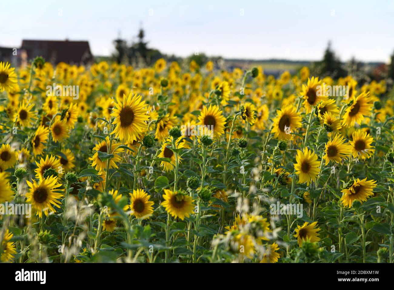 Evening sun sunflower hi-res stock photography and images - Alamy