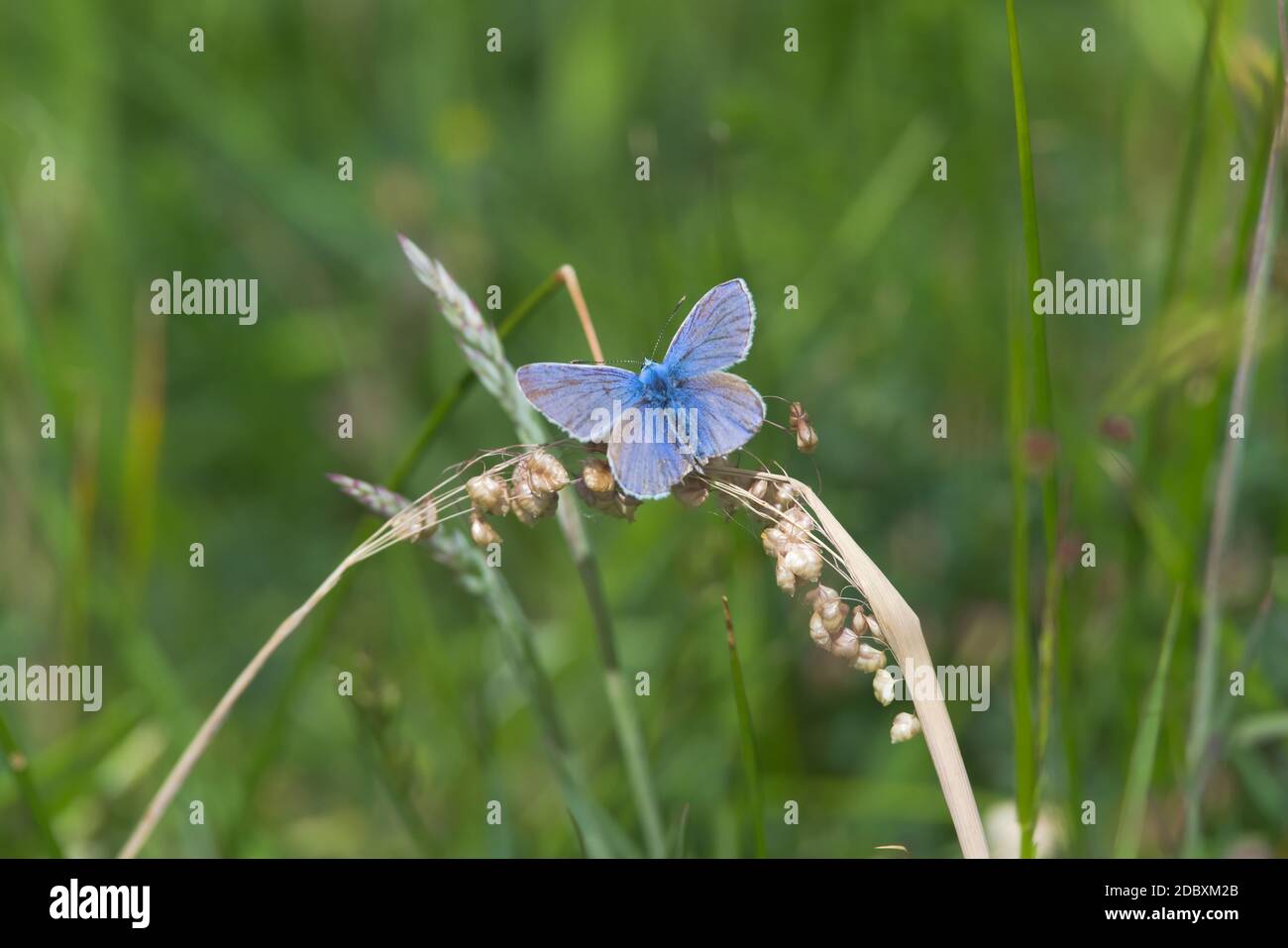 Hot weather insect hi-res stock photography and images - Alamy