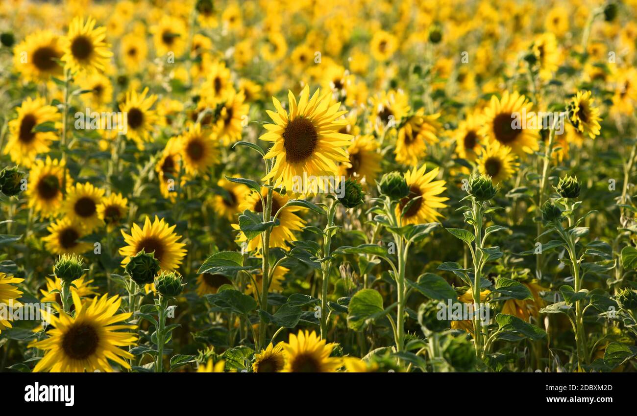 Evening sun sunflower hi-res stock photography and images - Alamy