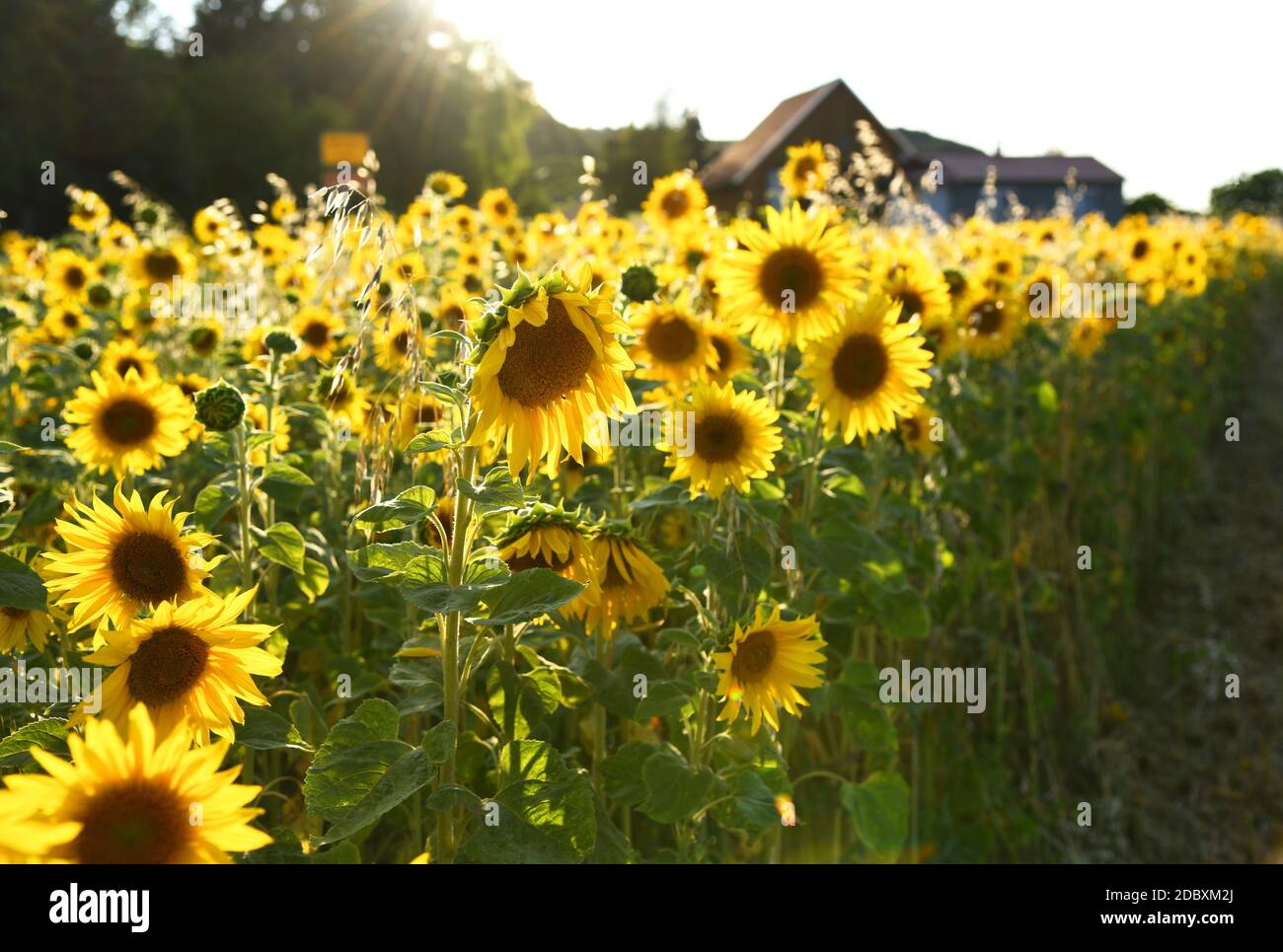 Evening sun sunflower hi-res stock photography and images - Alamy