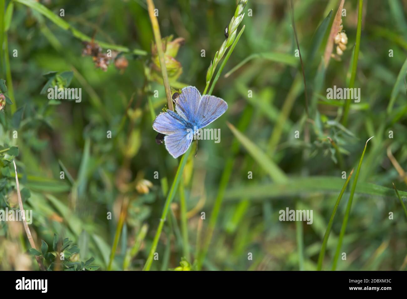 5 - Common blue butterfly looks to the lower right, back view with ...
