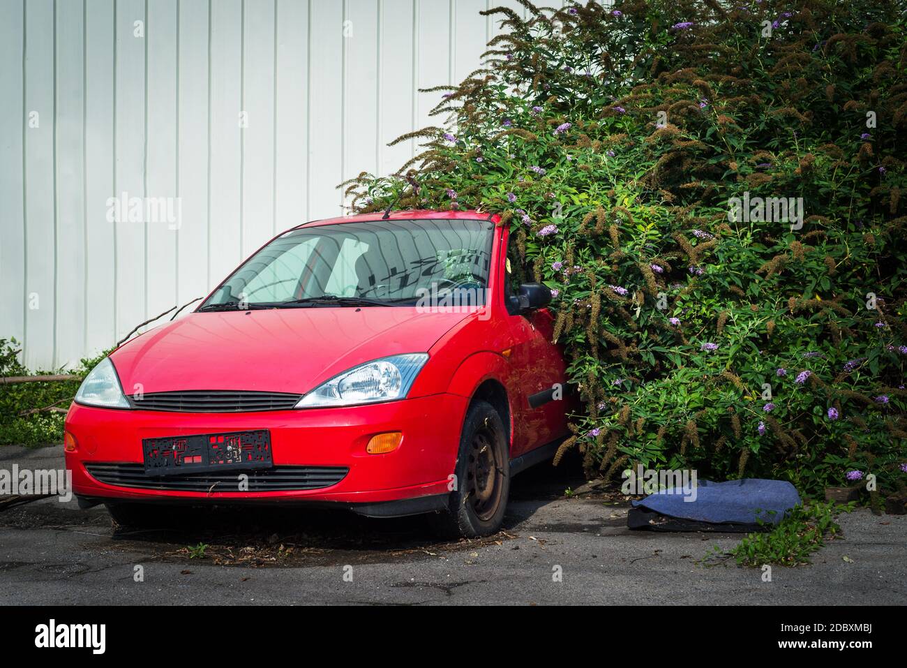 Old red car overgrown by some flower plant Stock Photo - Alamy