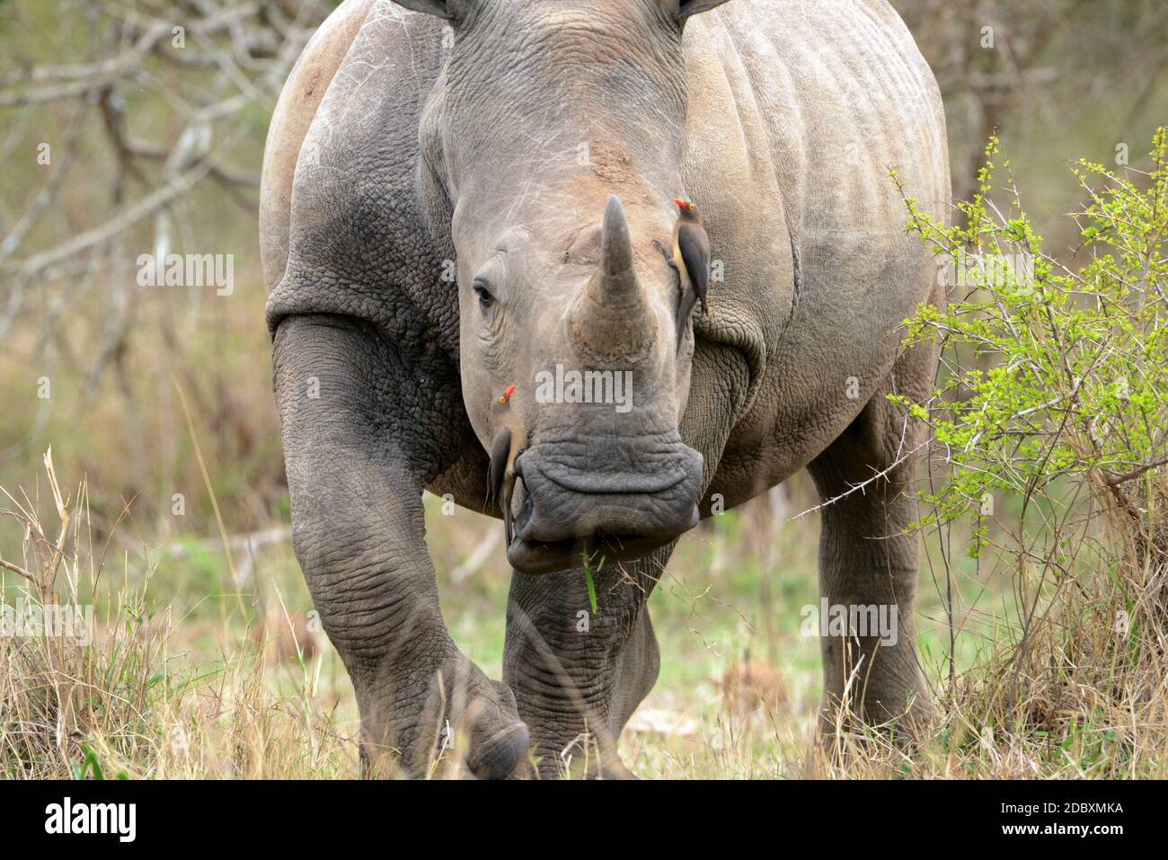 Detail of a rhinoceros with maggot chopper in the Kruger National Park ...
