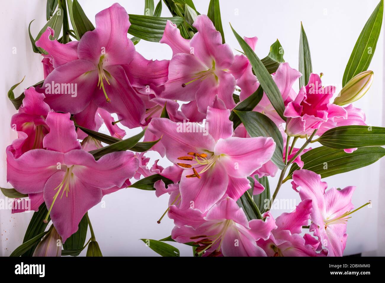 Close-up of pink liles flowers. Common names for species in this genus ...