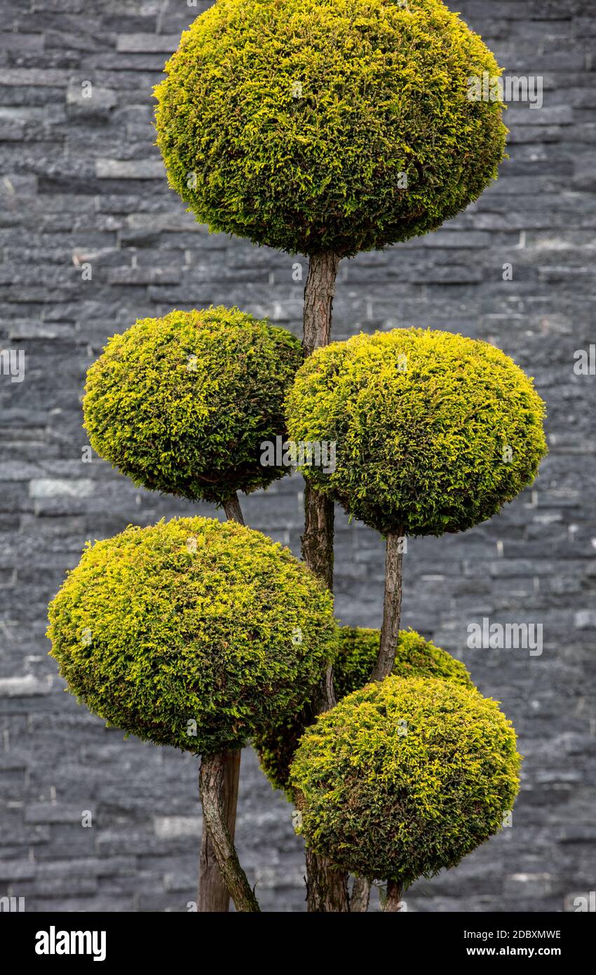 Topiary Art of Clipping Shrubs and Trees in the Garden. Sphered Thuja ...