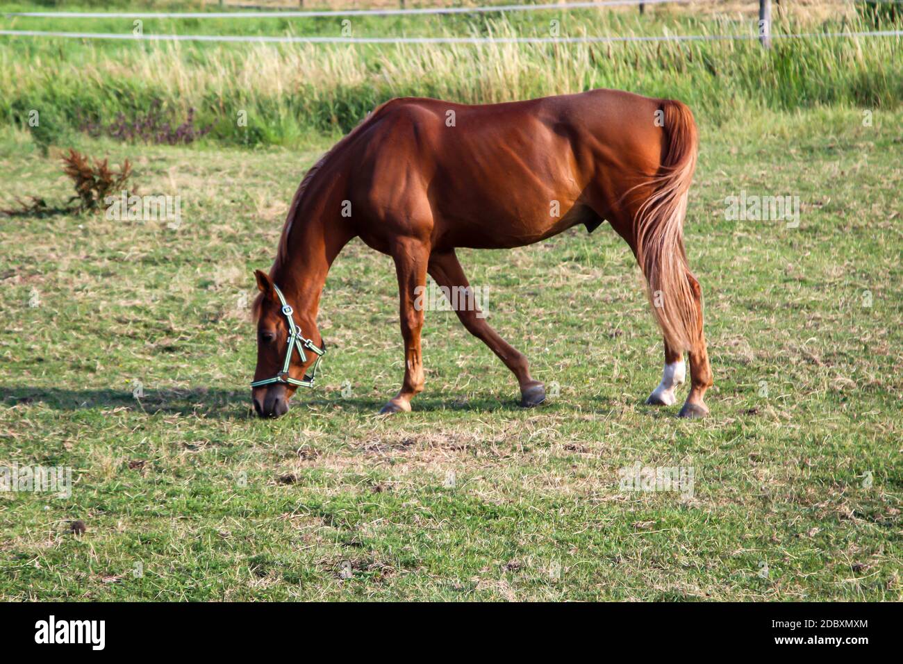 Horse, horses, stallion on a pasture, paddock while grazing Stock Photo ...