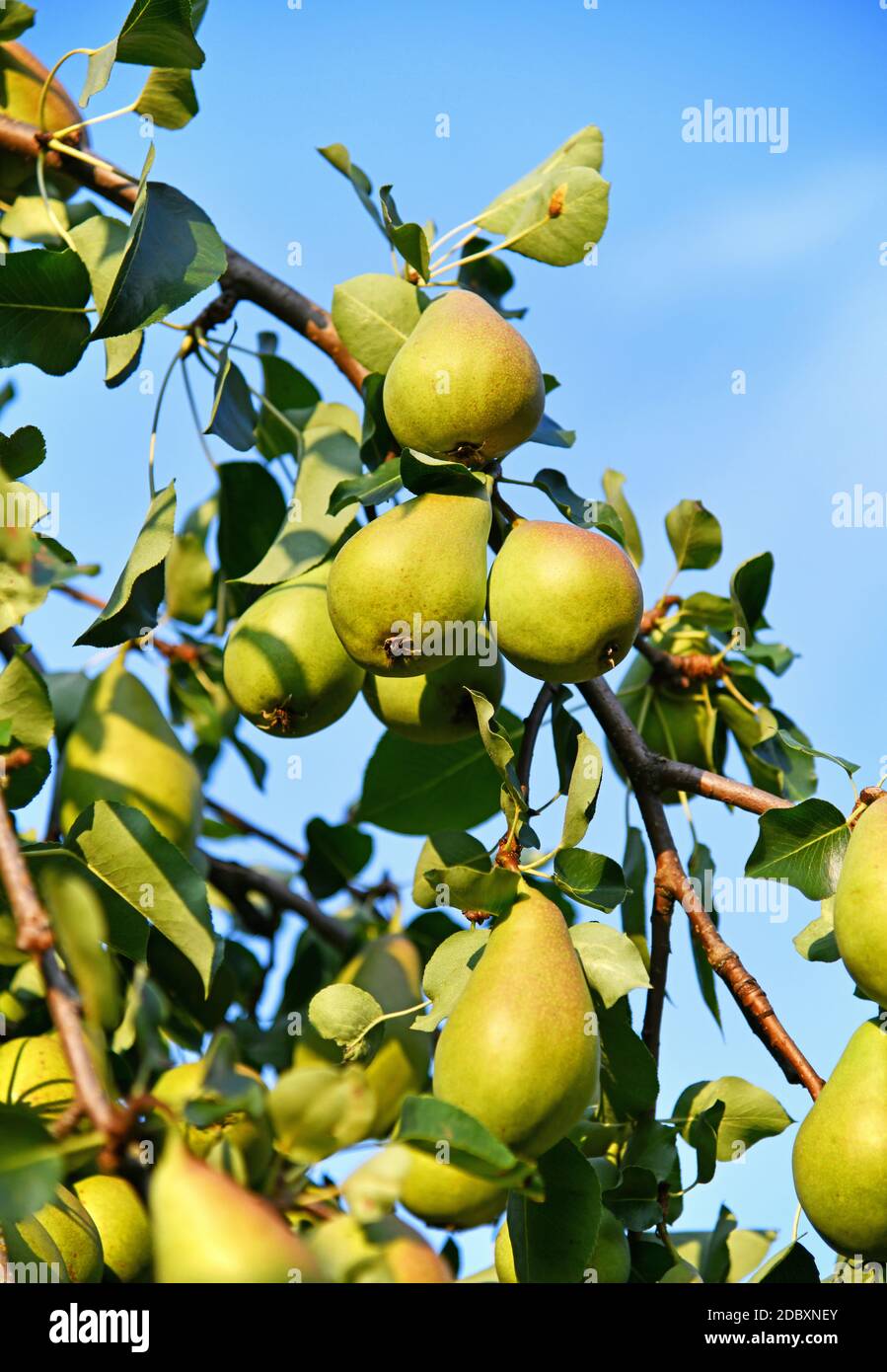 Vitamins tree hi-res stock photography and images - Alamy