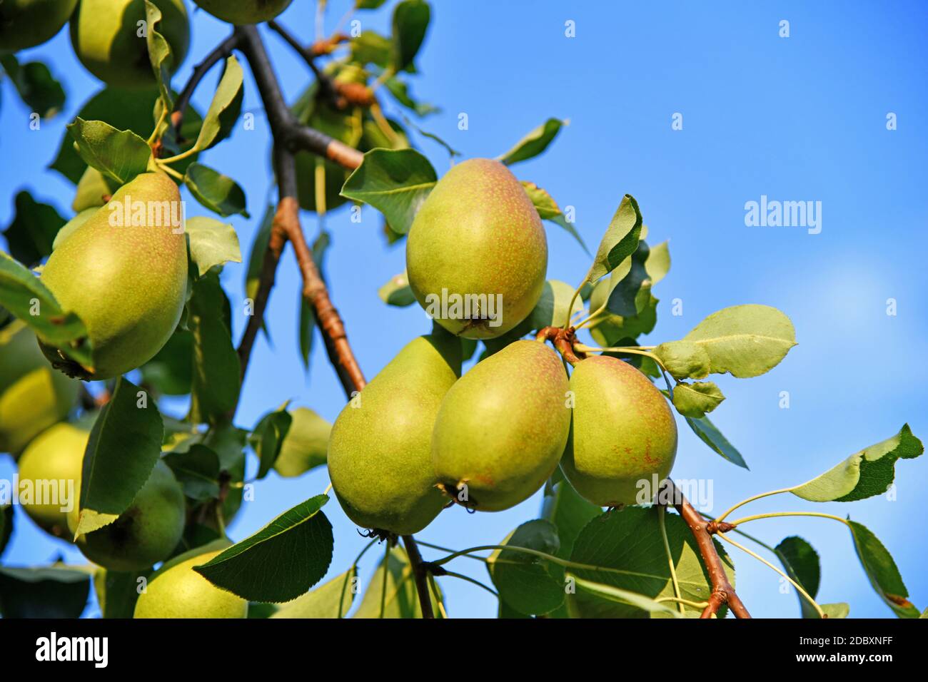Vitamins tree hi-res stock photography and images - Alamy