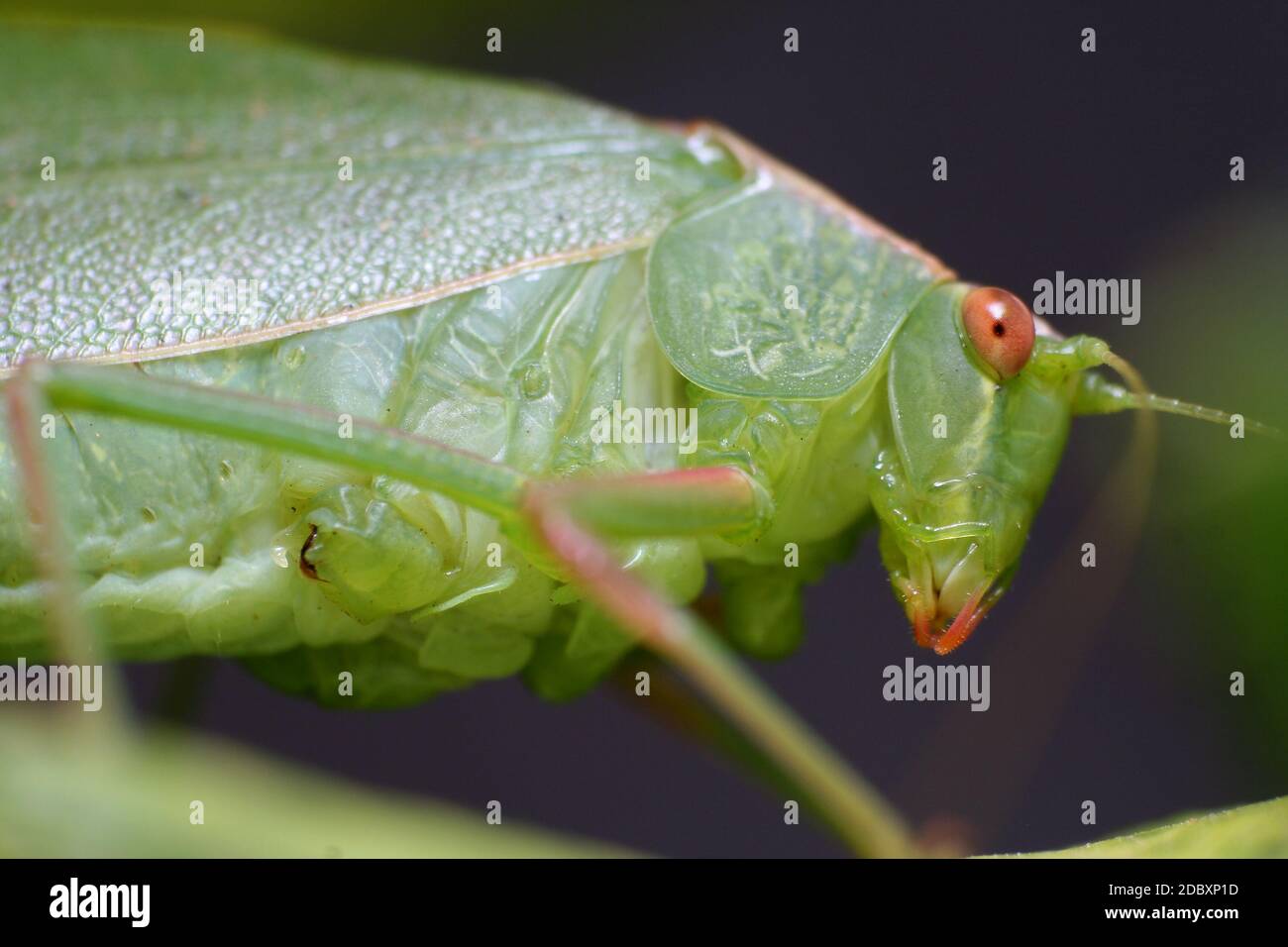 Gum Leaf Katydid (Torbia viridissima Stock Photo - Alamy