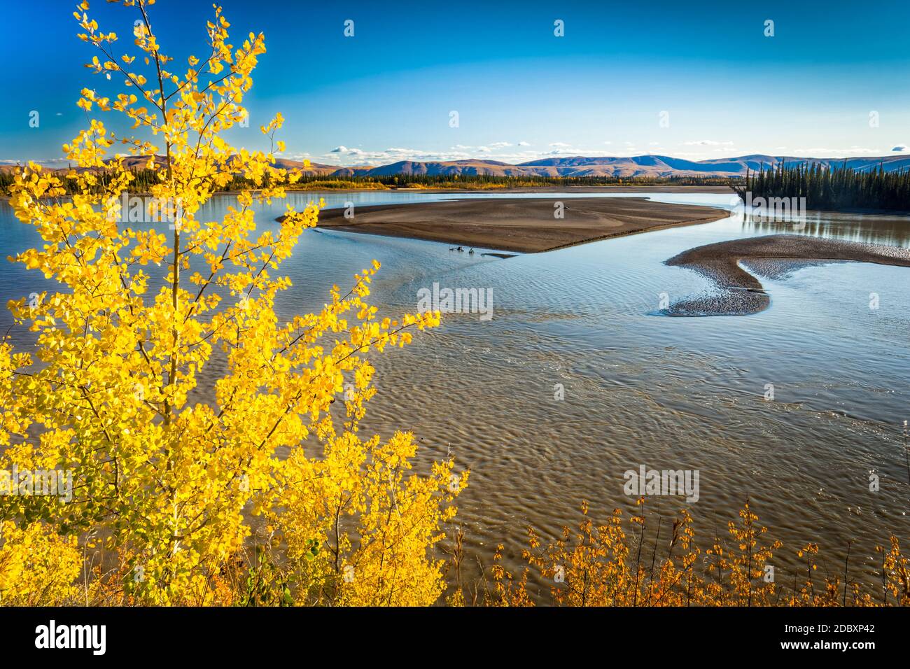 River Birch High Resolution Stock Photography and Images - Alamy