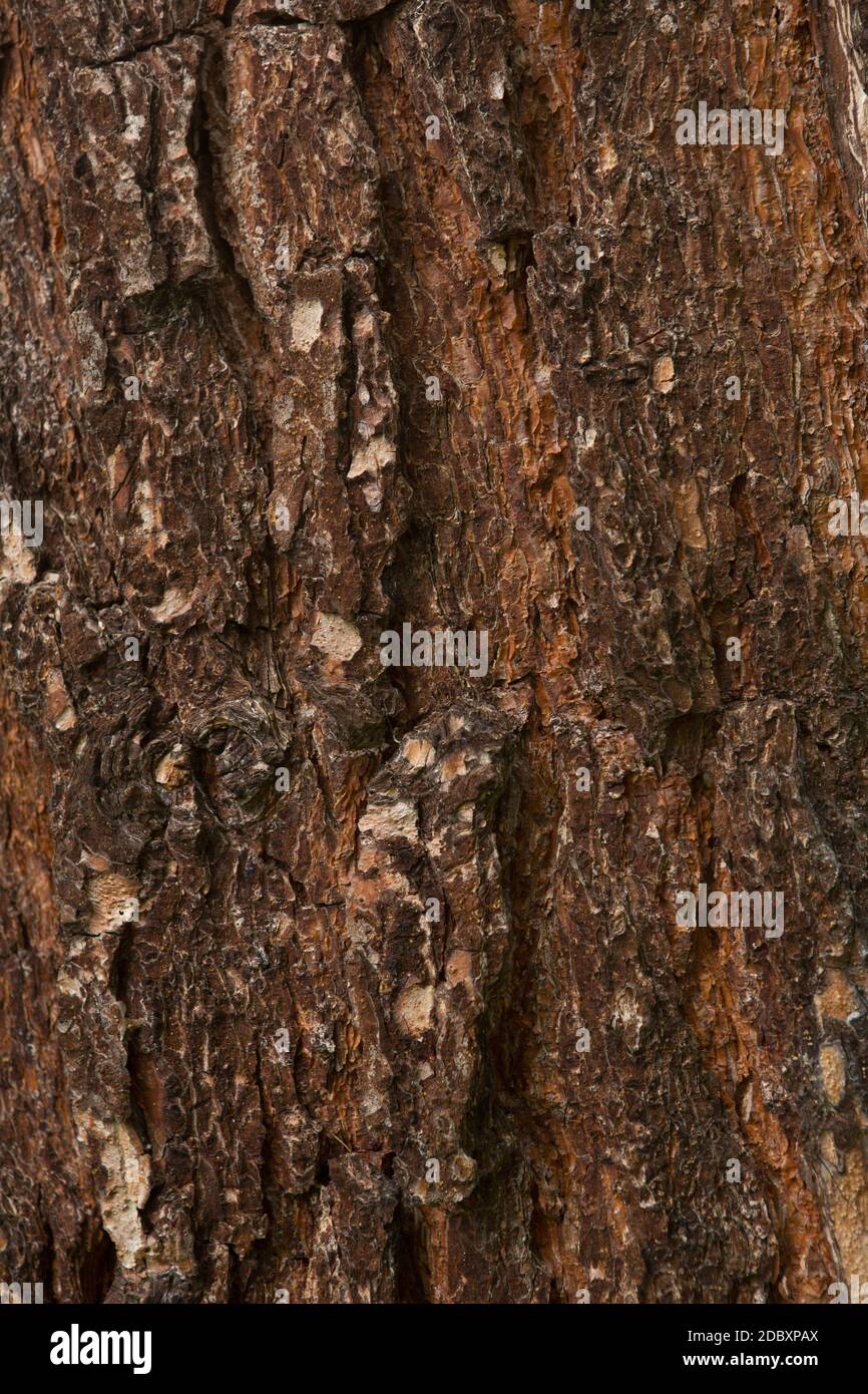 Texture shot of brown tree bark, filling Stock Photo - Alamy
