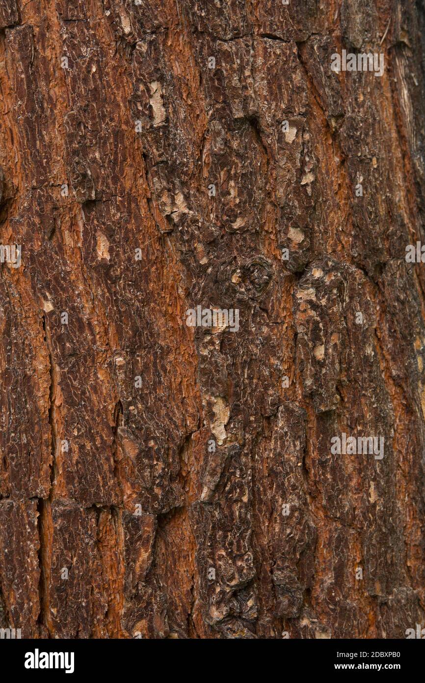 Texture shot of brown tree bark, filling Stock Photo - Alamy