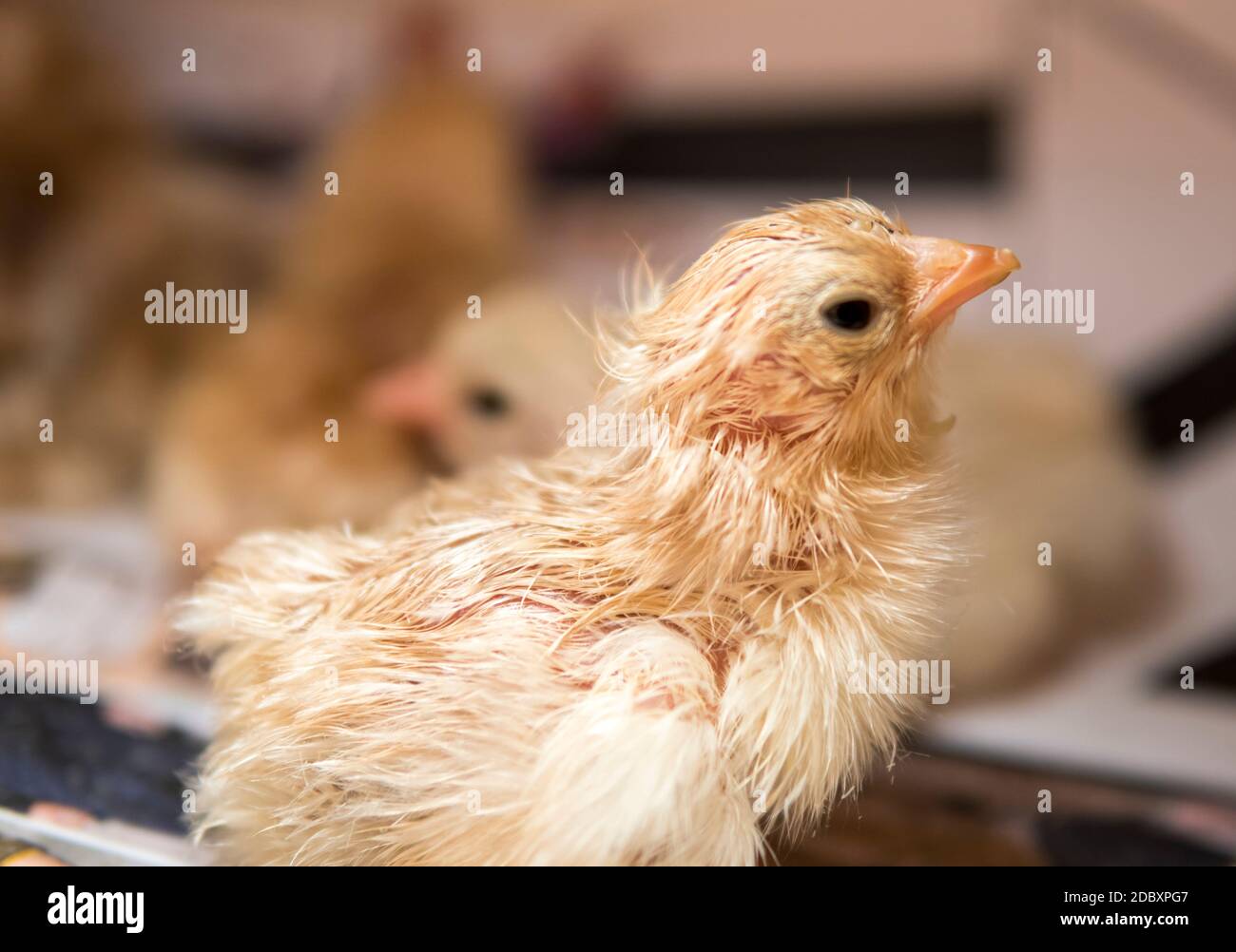 close up of a still wet newly born chicken Stock Photo - Alamy