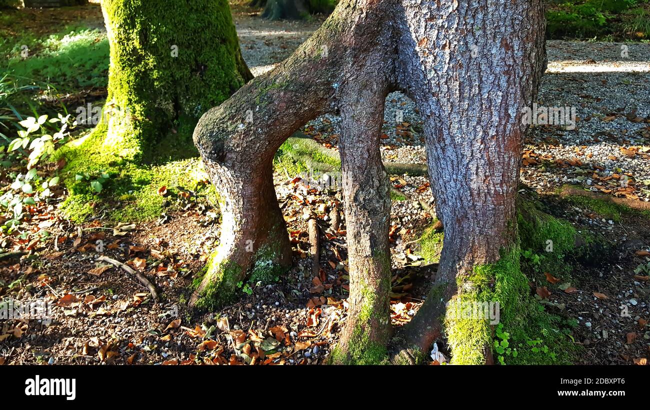 branched tree root in the forest Stock Photo - Alamy