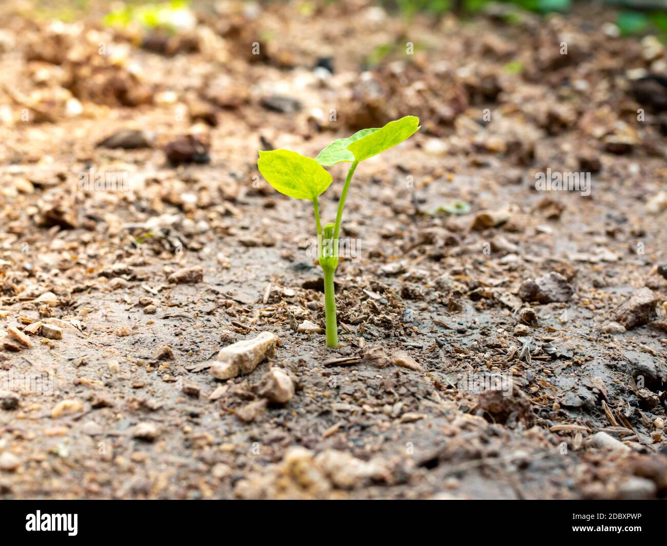 Small trees growing on the ground Of environmental concept Stock Photo ...