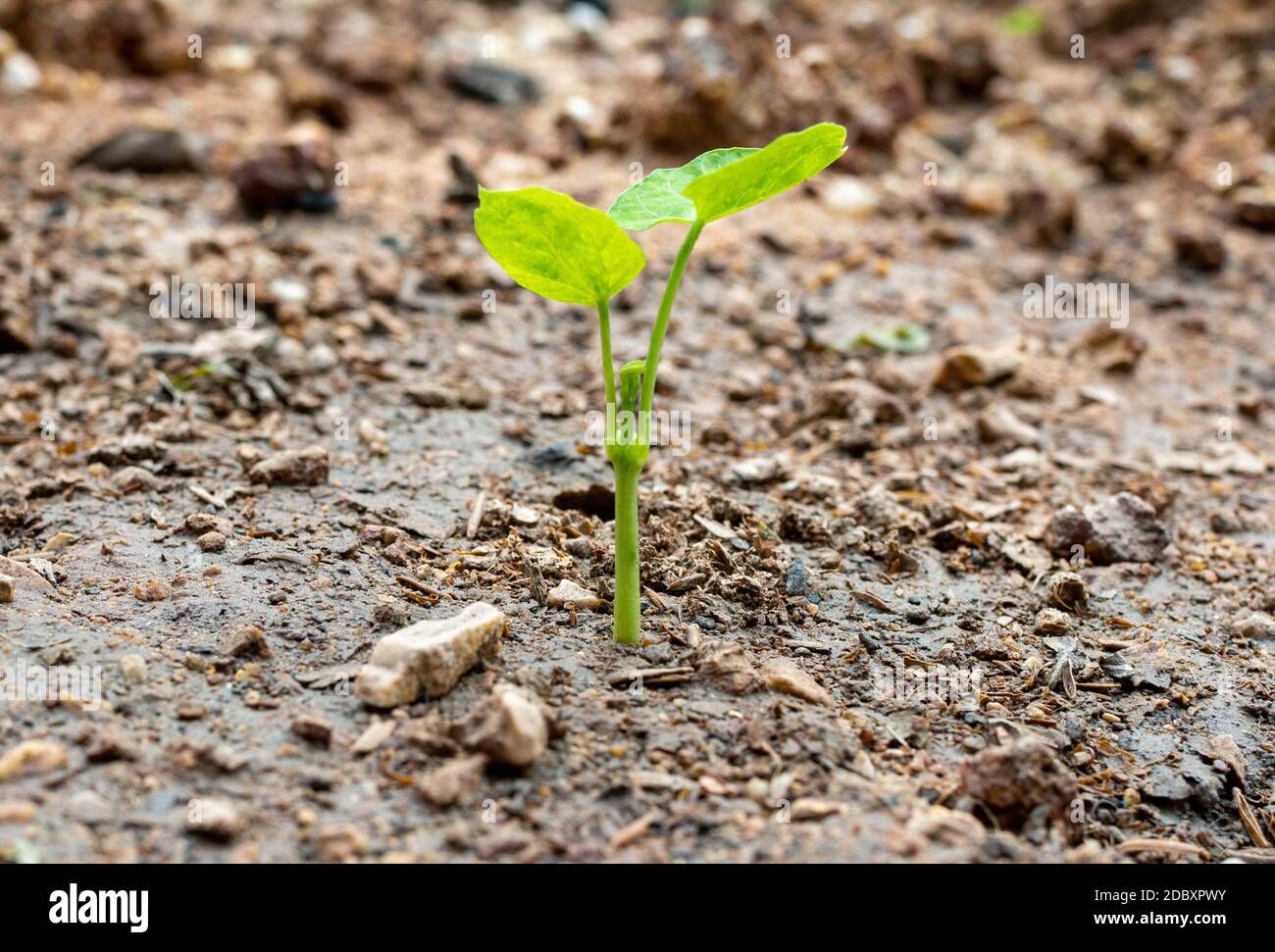 Small trees growing on the ground Of environmental concept Stock Photo ...