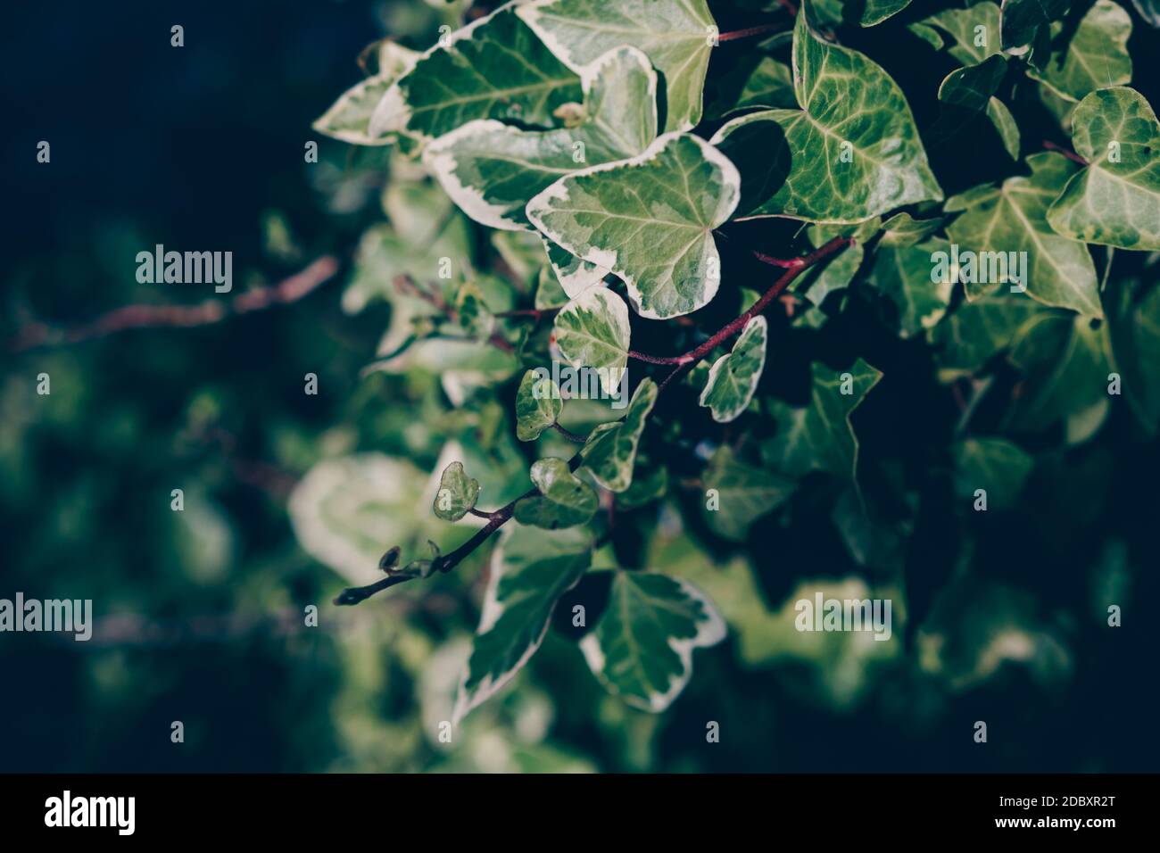 Ivy branch hi-res stock photography and images - Alamy