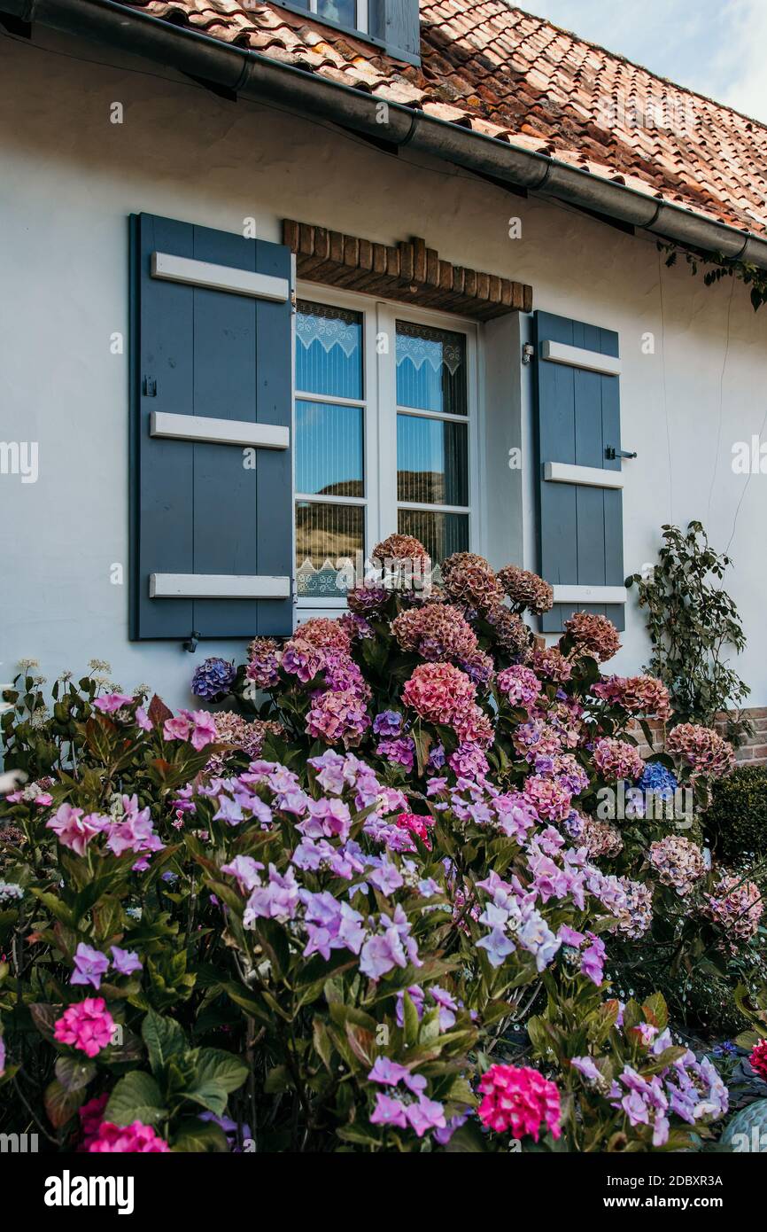 Flower bed in front of the window of a house with grey shutters. High ...