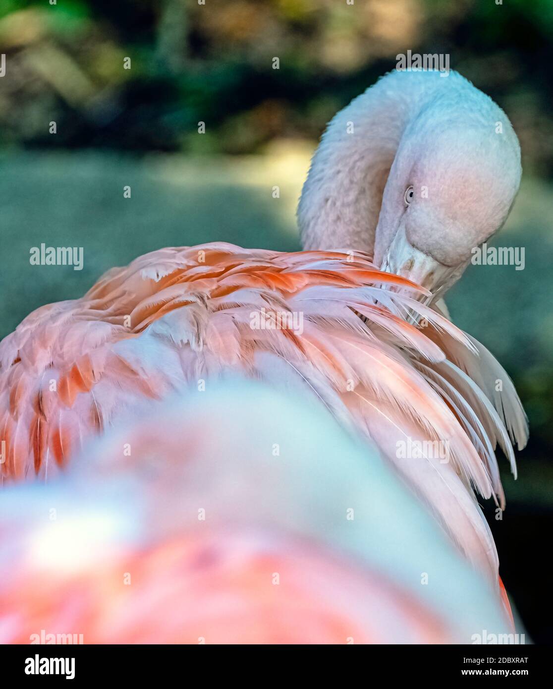 Greater flamingo (Phoenicopterus roseus) is the most widespread and ...