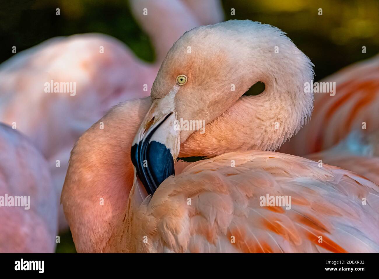 Greater flamingo (Phoenicopterus roseus) is the most widespread and ...