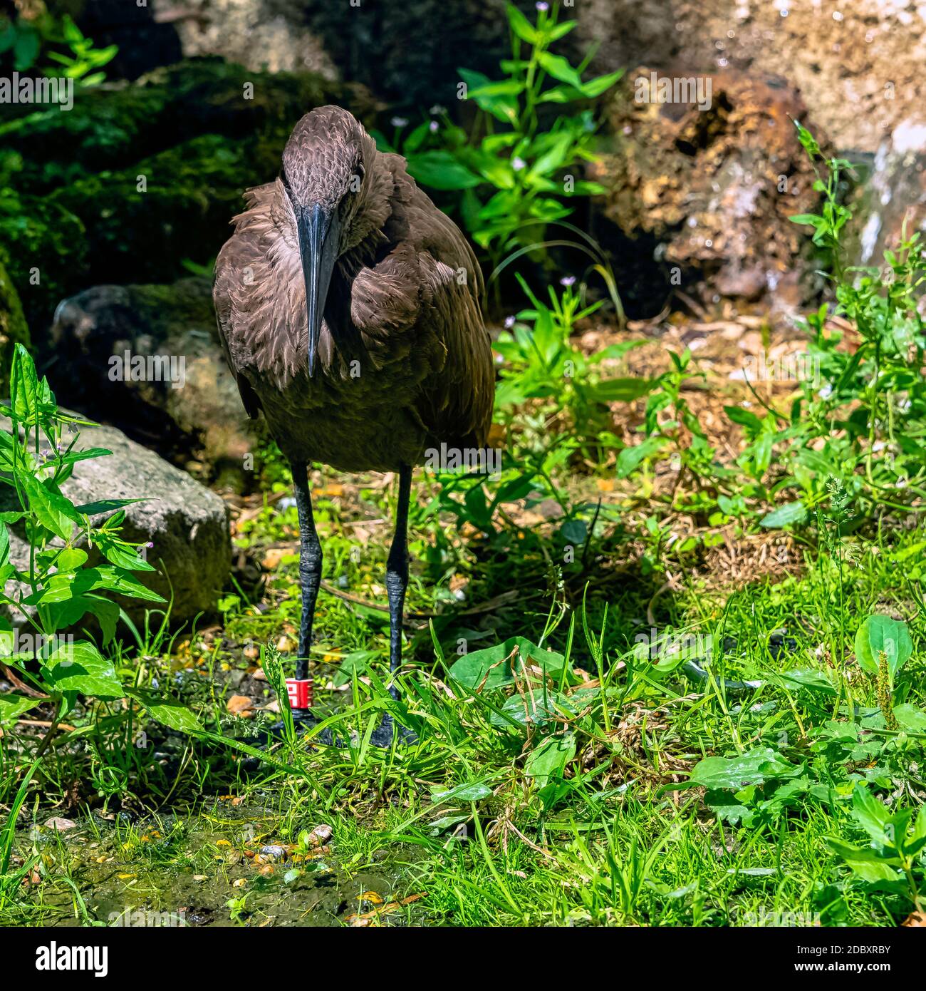 African hammer head bird hi-res stock photography and images - Alamy
