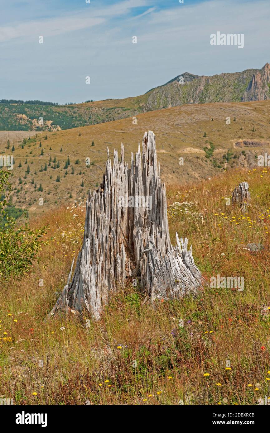 Death and Regrowth After the Eruption of Mt St Helens in Washington ...