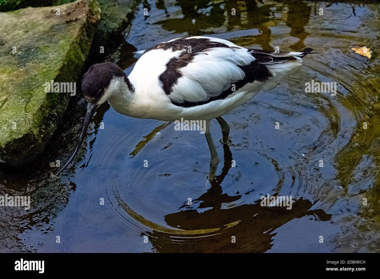 Fauna ornithology wader wildlife natural hi-res stock photography and ...