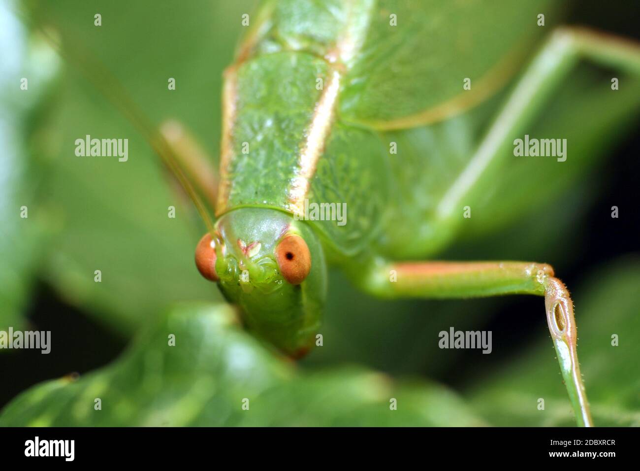 Face view of a Gum Leaf Katydid (Torbia viridissima Stock Photo - Alamy