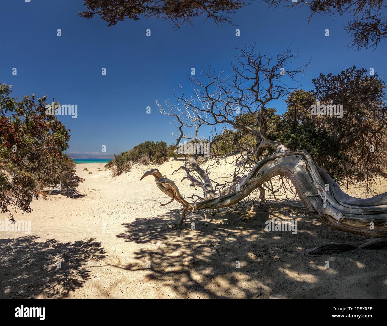 Large-fruited juniper (Juniperus macrocarpa) tree on sandy beach with ...