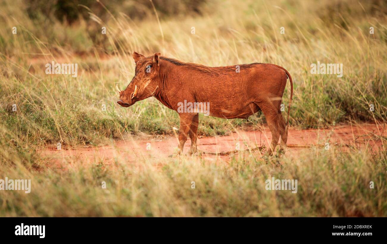 Desert warthog (Phacochoerus aethiopicus) red from mud standing in ...