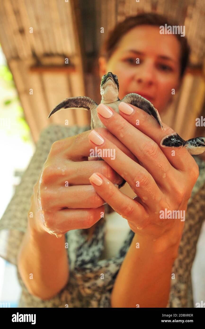 Young woman holding hatched turtle in her hands. Sea Turtle Hatchery ...