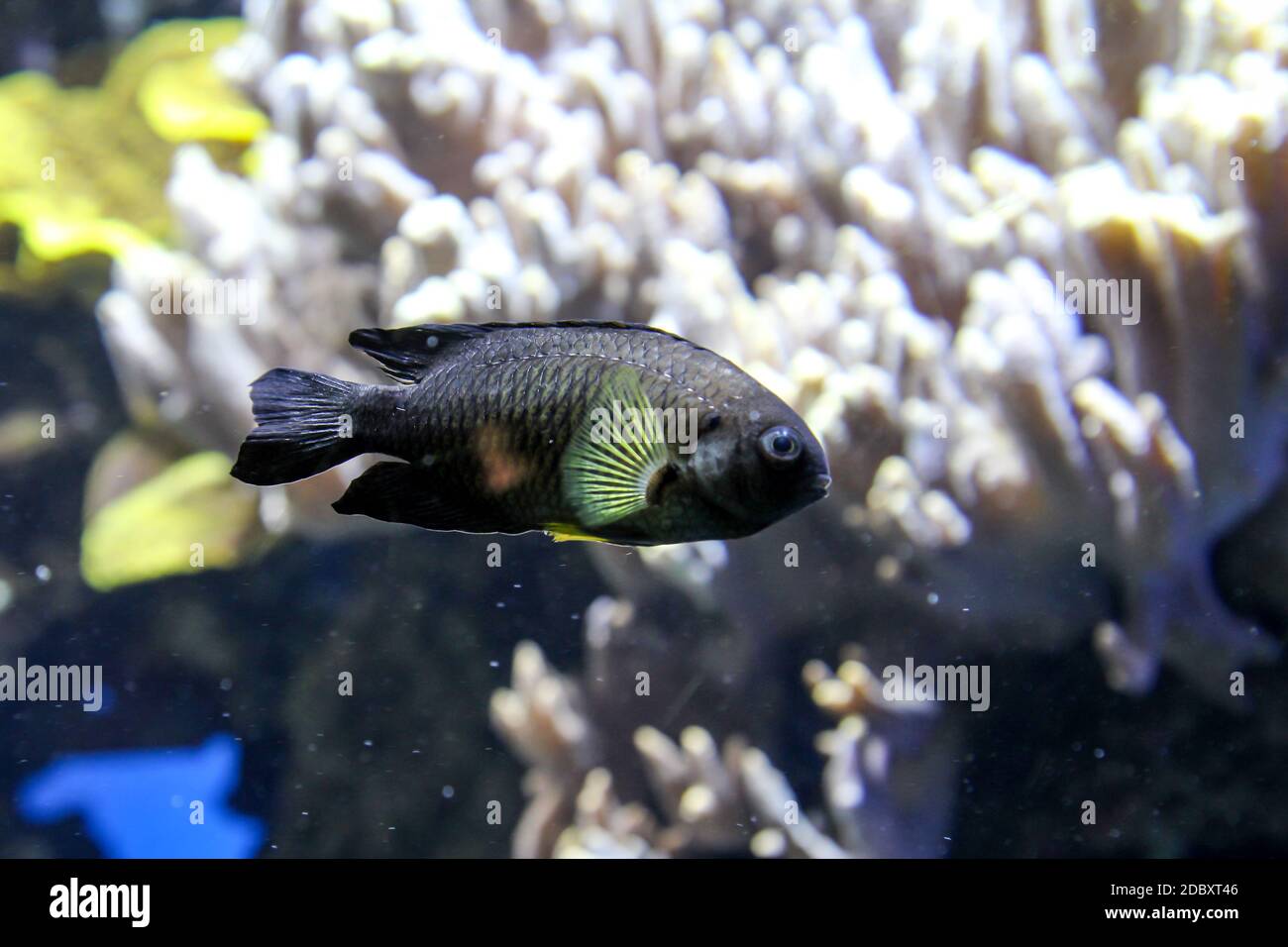 Close up tropical fish hi-res stock photography and images - Alamy