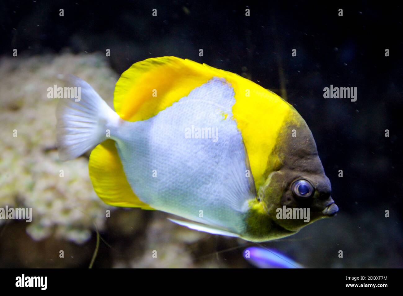 Decorative tropical fish hi-res stock photography and images - Alamy
