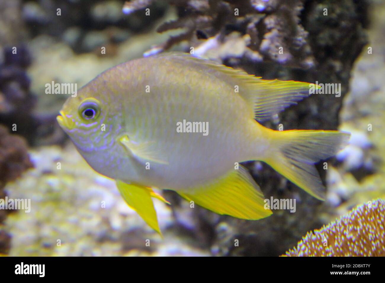 Fish in a house tank hi-res stock photography and images - Alamy