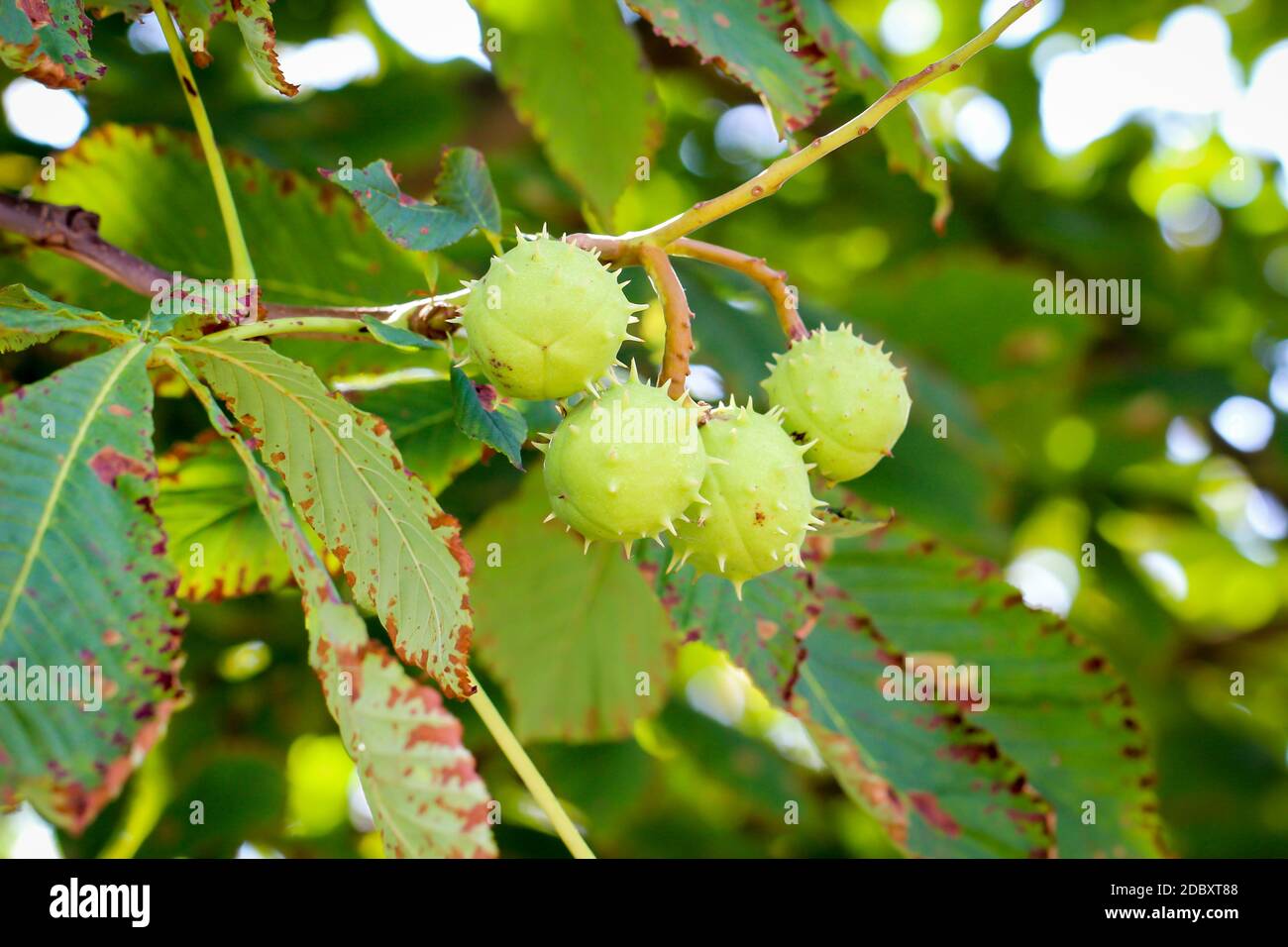 Detail of a chestnut tree with its prickly fruits Stock Photo - Alamy