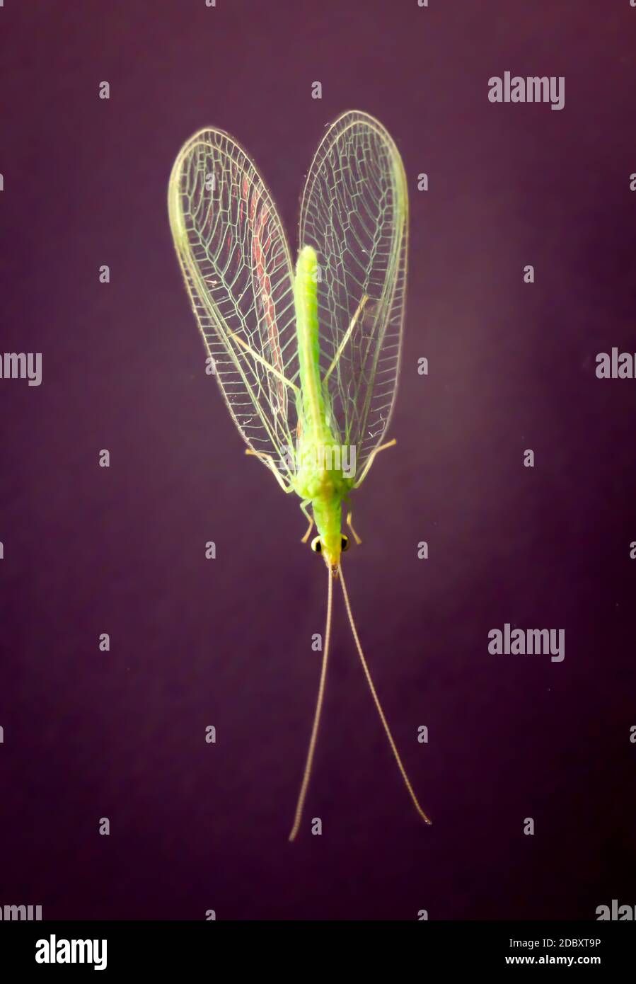 A net wing (Neuroptera, syn.: Planipennia) is also known as a stick ...