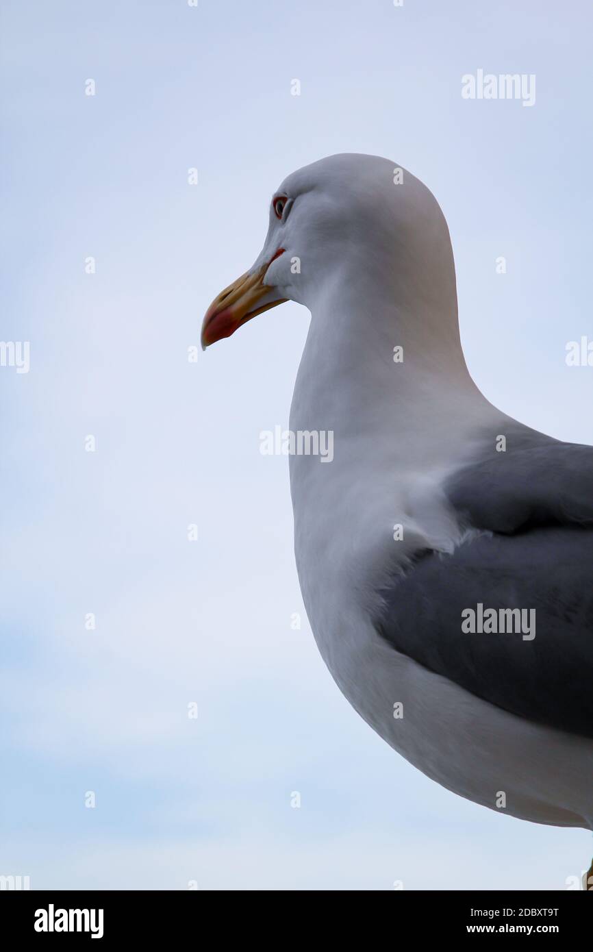 Portrait, close-up of a seagull on a parapet Stock Photo - Alamy