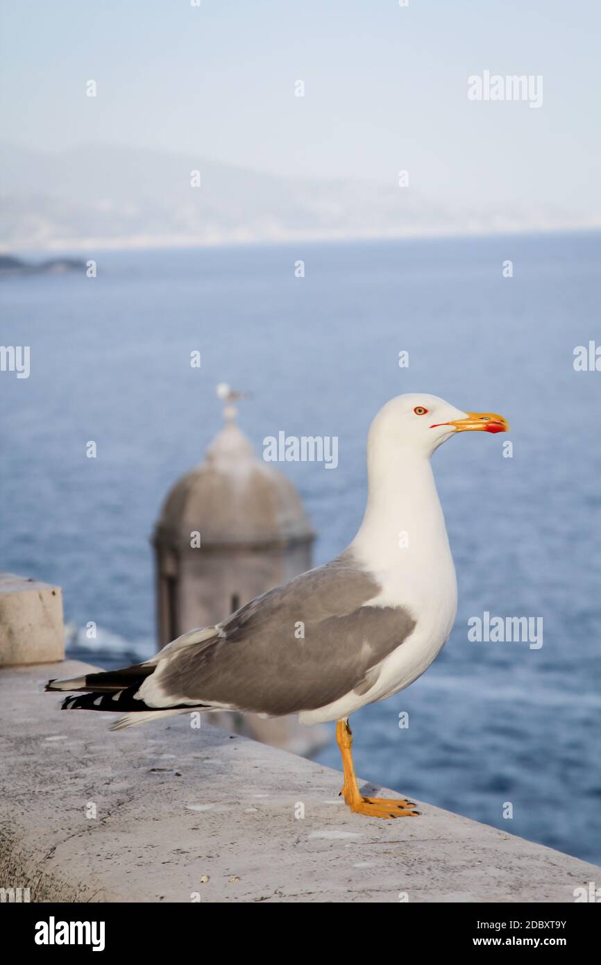 Portrait, close-up of a seagull on a parapet Stock Photo - Alamy