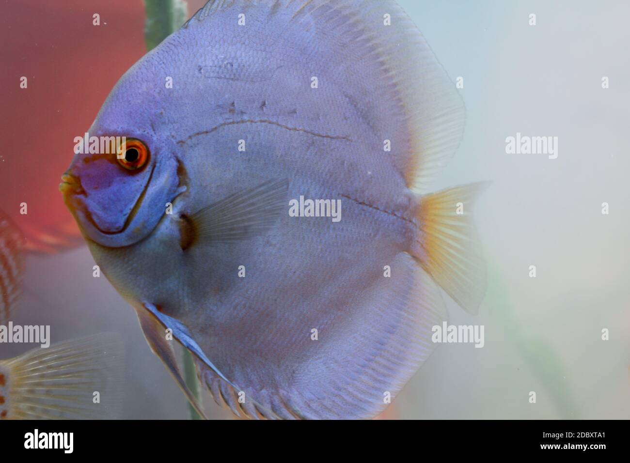 Close up portrait of discus fish in the aquarium Stock Photo - Alamy