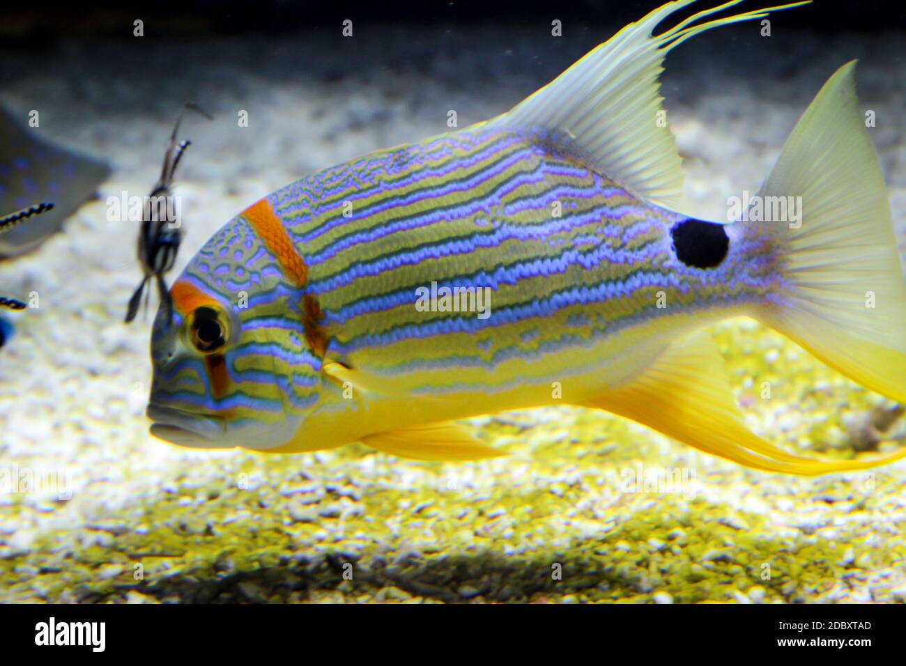 Close up tropical fish hi-res stock photography and images - Alamy