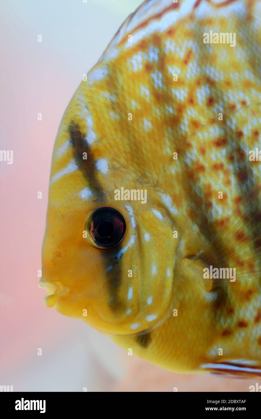 Close up portrait of discus fish in the aquarium Stock Photo - Alamy
