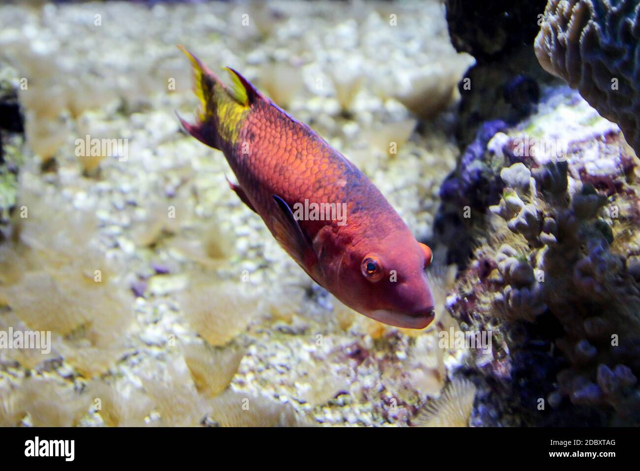 Fish in a house tank hi-res stock photography and images - Alamy