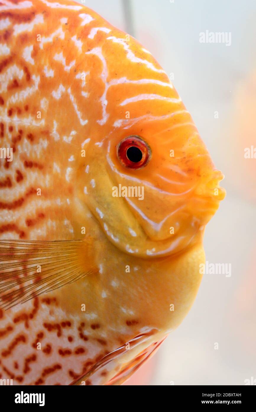 Close up portrait of discus fish in the aquarium Stock Photo - Alamy