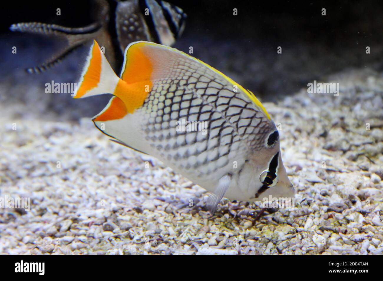 Close up of tropical fish in a reef Stock Photo - Alamy
