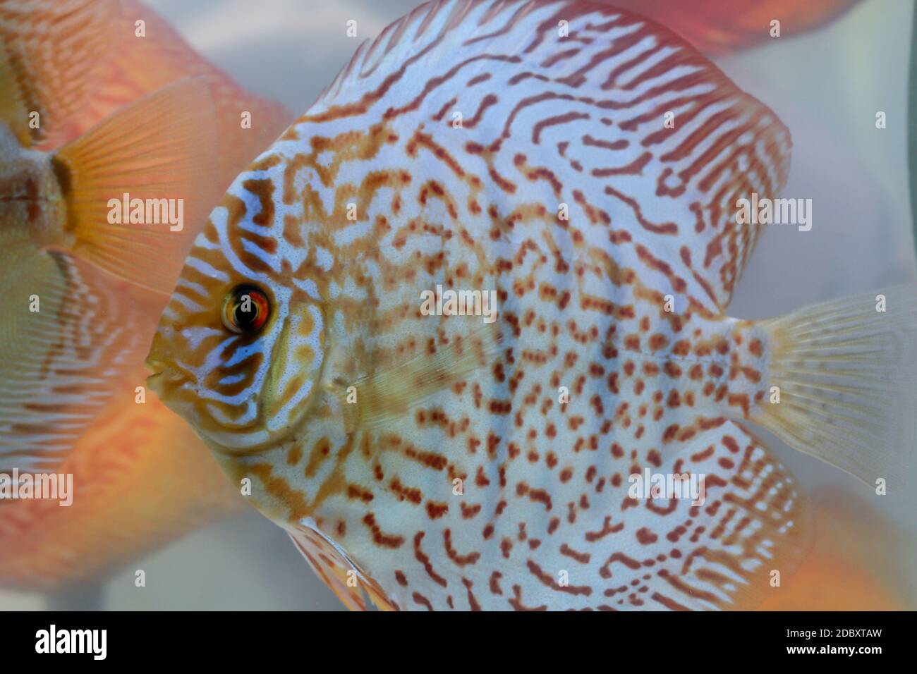 Close up portrait of discus fish in the aquarium Stock Photo - Alamy